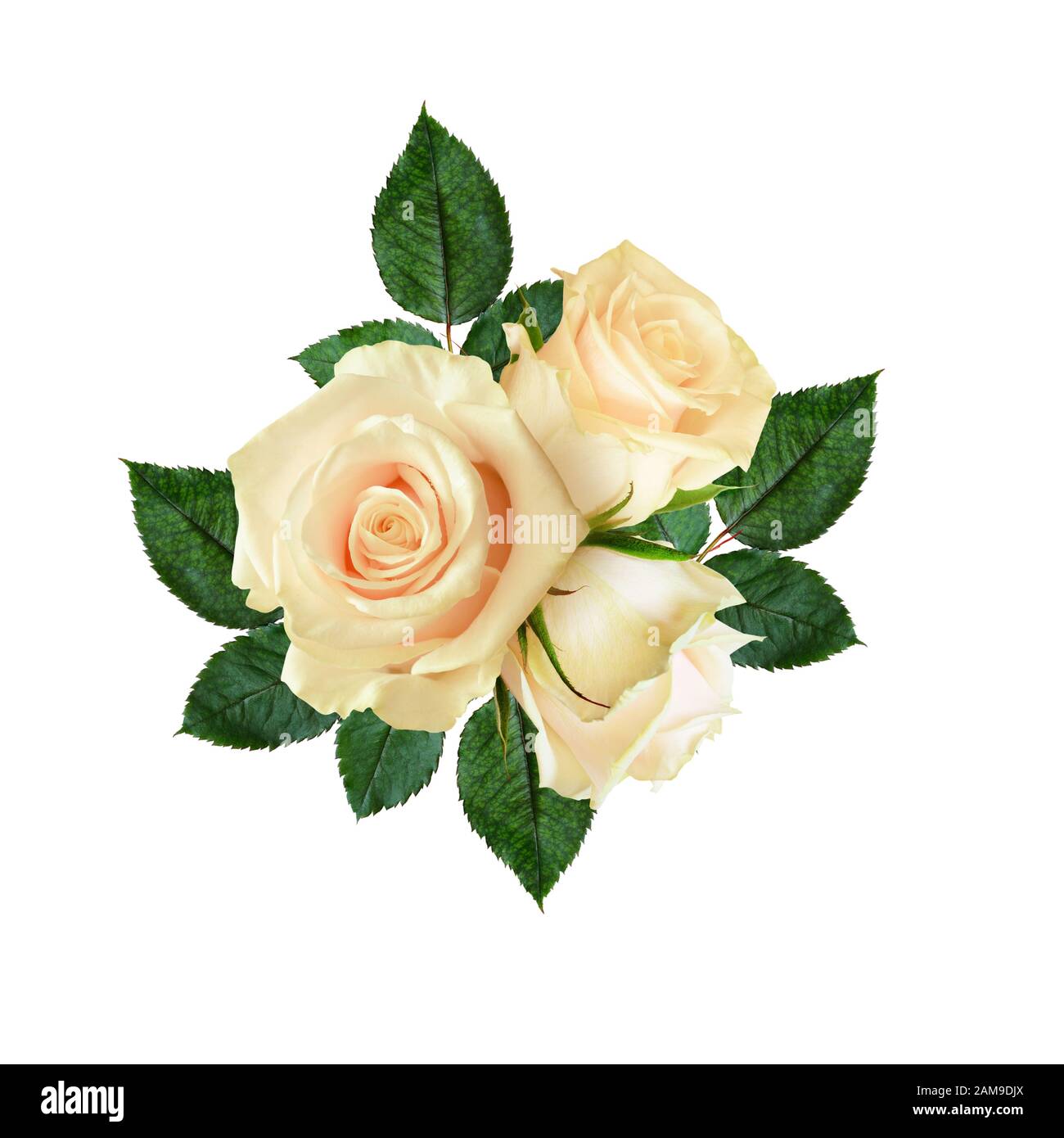 Rose flowers composition on white background Stock Photo - Alamy