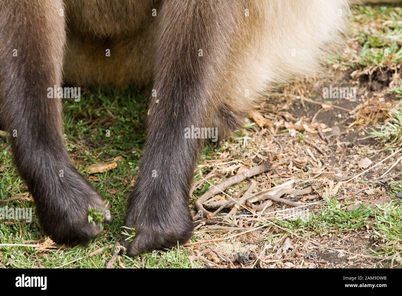 Gelada baboon picking grass, Simien Mountains National Park, Ethiopia ...