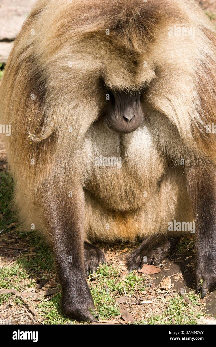 Grass eaters hi-res stock photography and images - Alamy