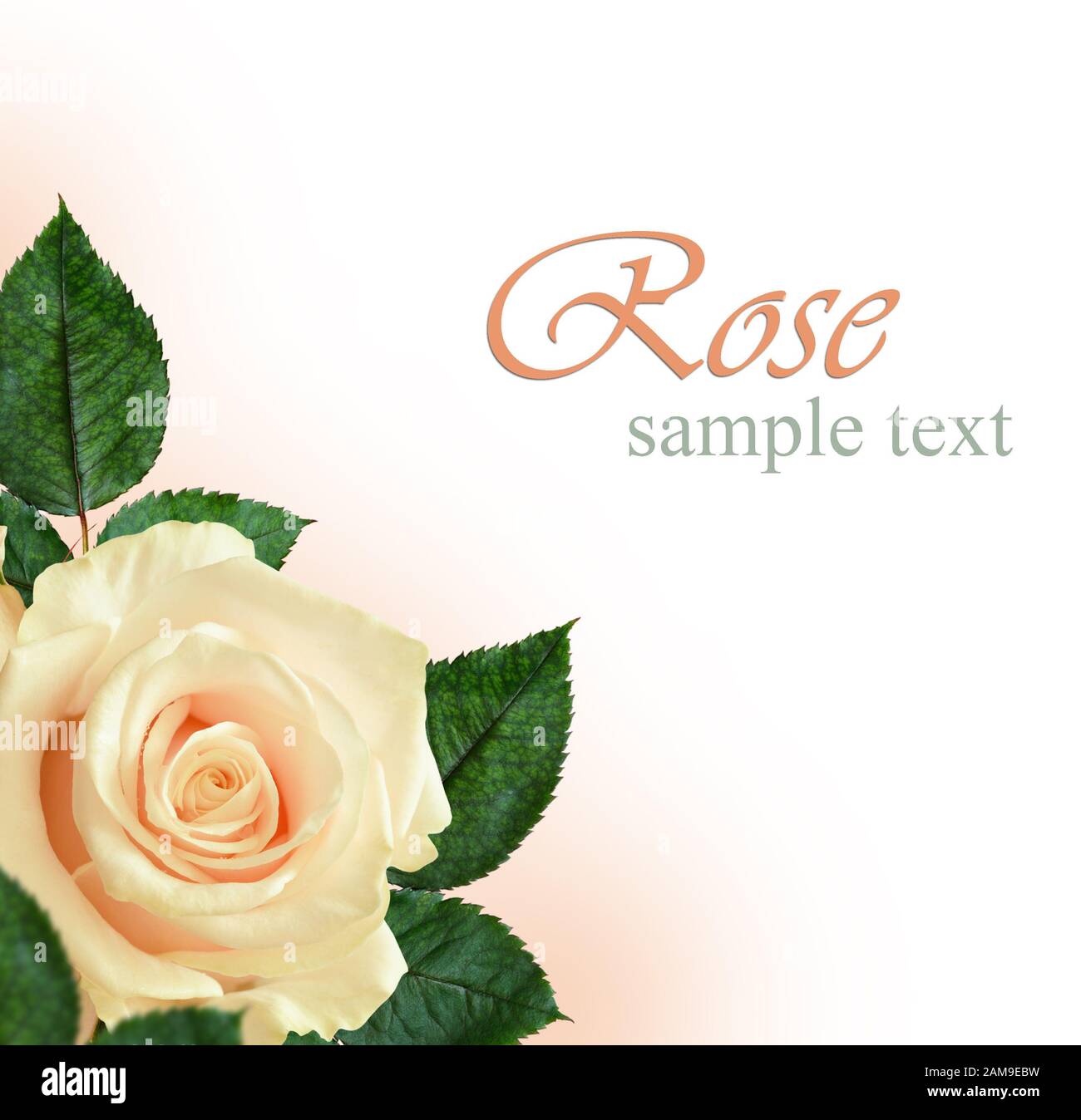 Peach rose flowers on peach and white background Stock Photo - Alamy