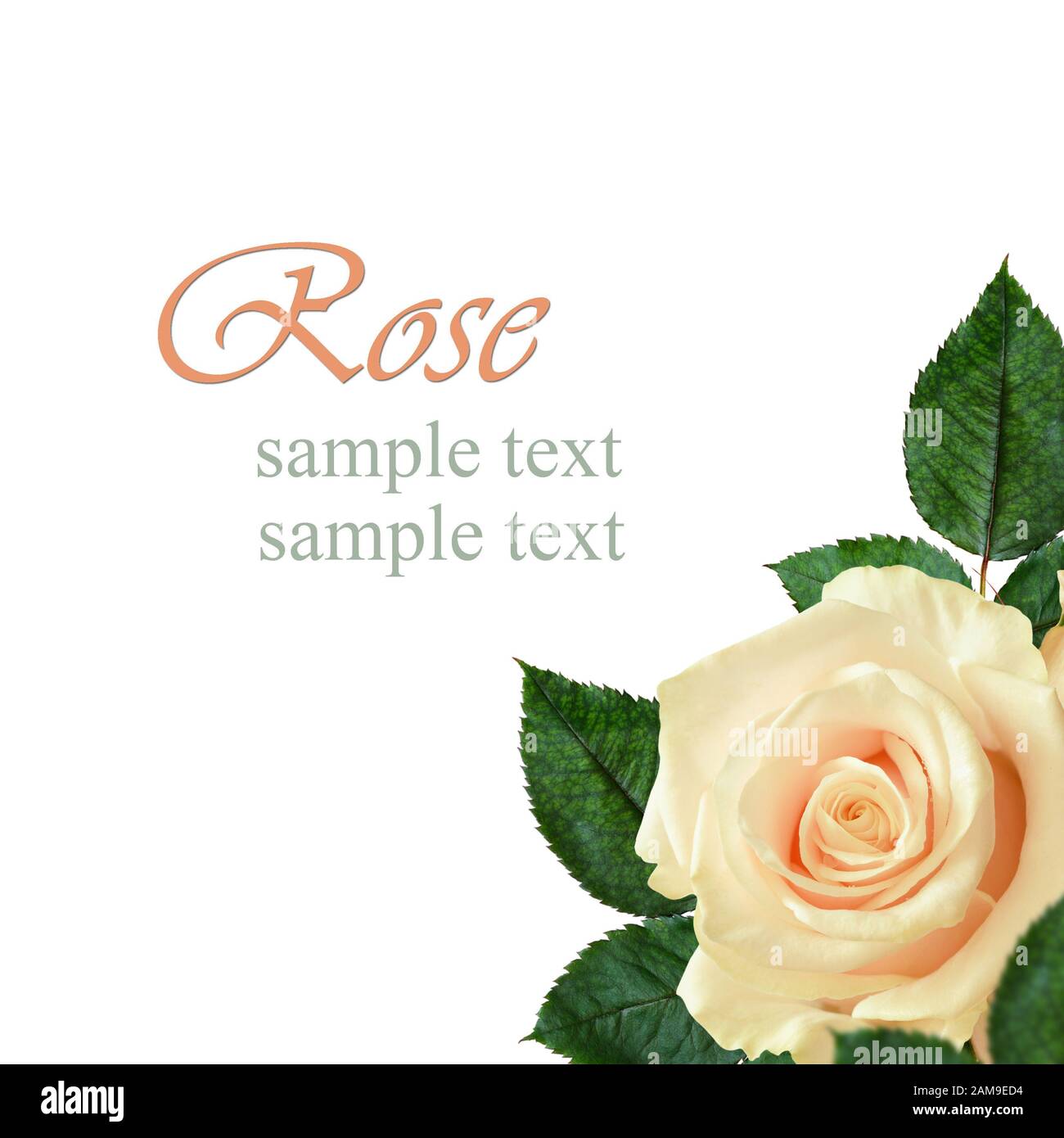 Peach rose flower on white background Stock Photo - Alamy