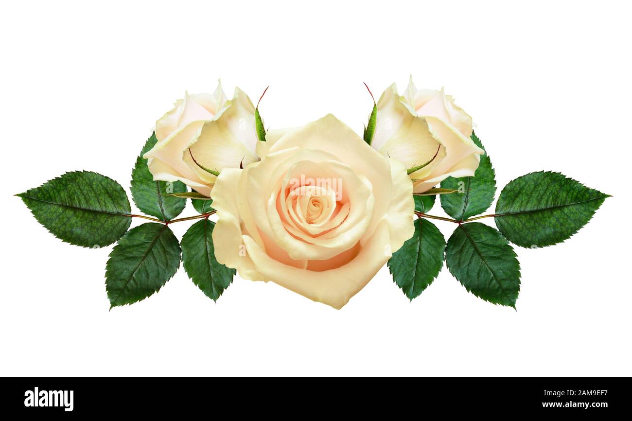 Rose flowers composition on white background Stock Photo - Alamy