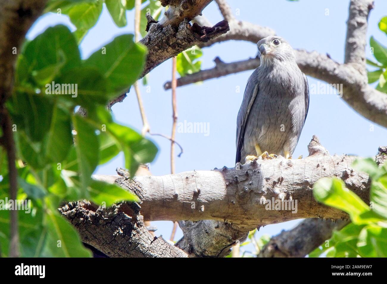 Grey kestrel hi-res stock photography and images - Alamy