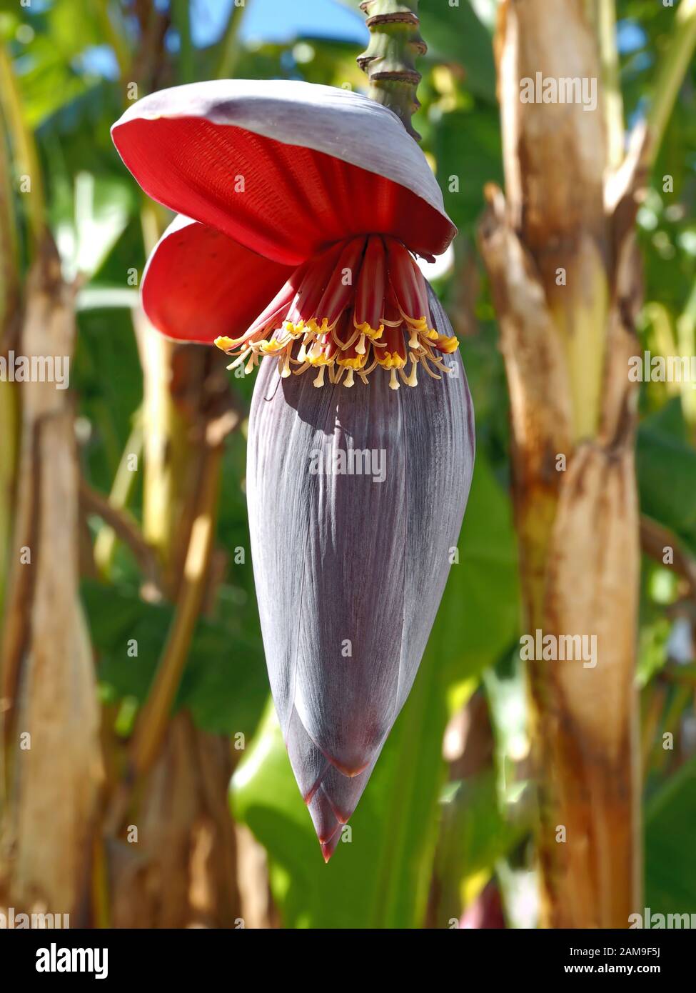 Beautiful blooming banana tree with bananas and a big red blossom Stock ...