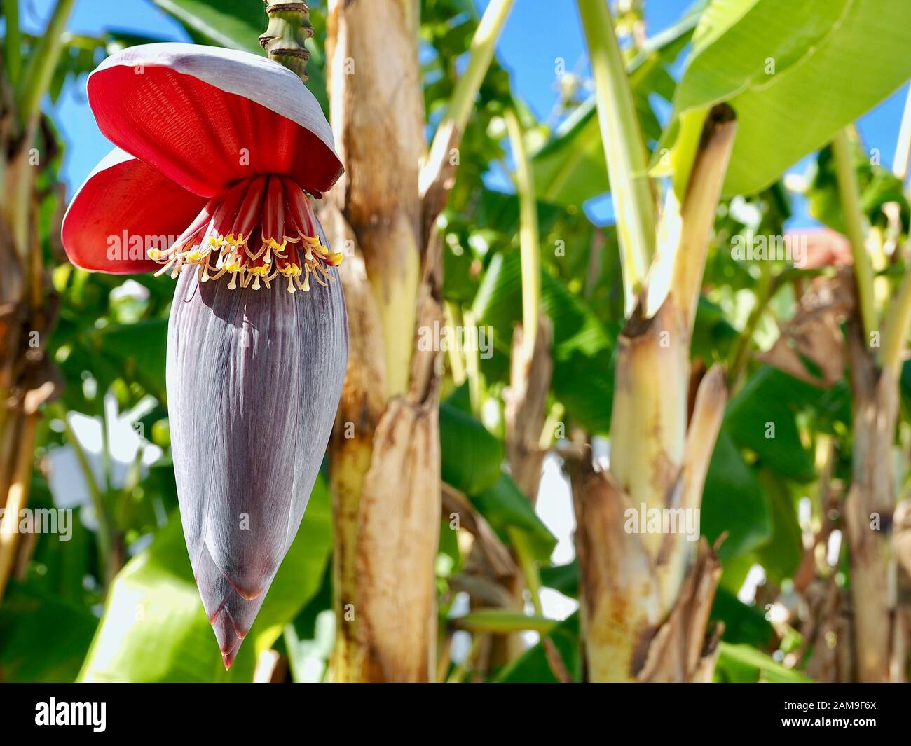Beautiful blooming banana tree with bananas and a big red blossom Stock ...