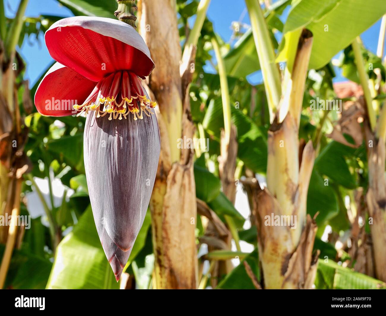 Bananas growing trees hi-res stock photography and images - Alamy
