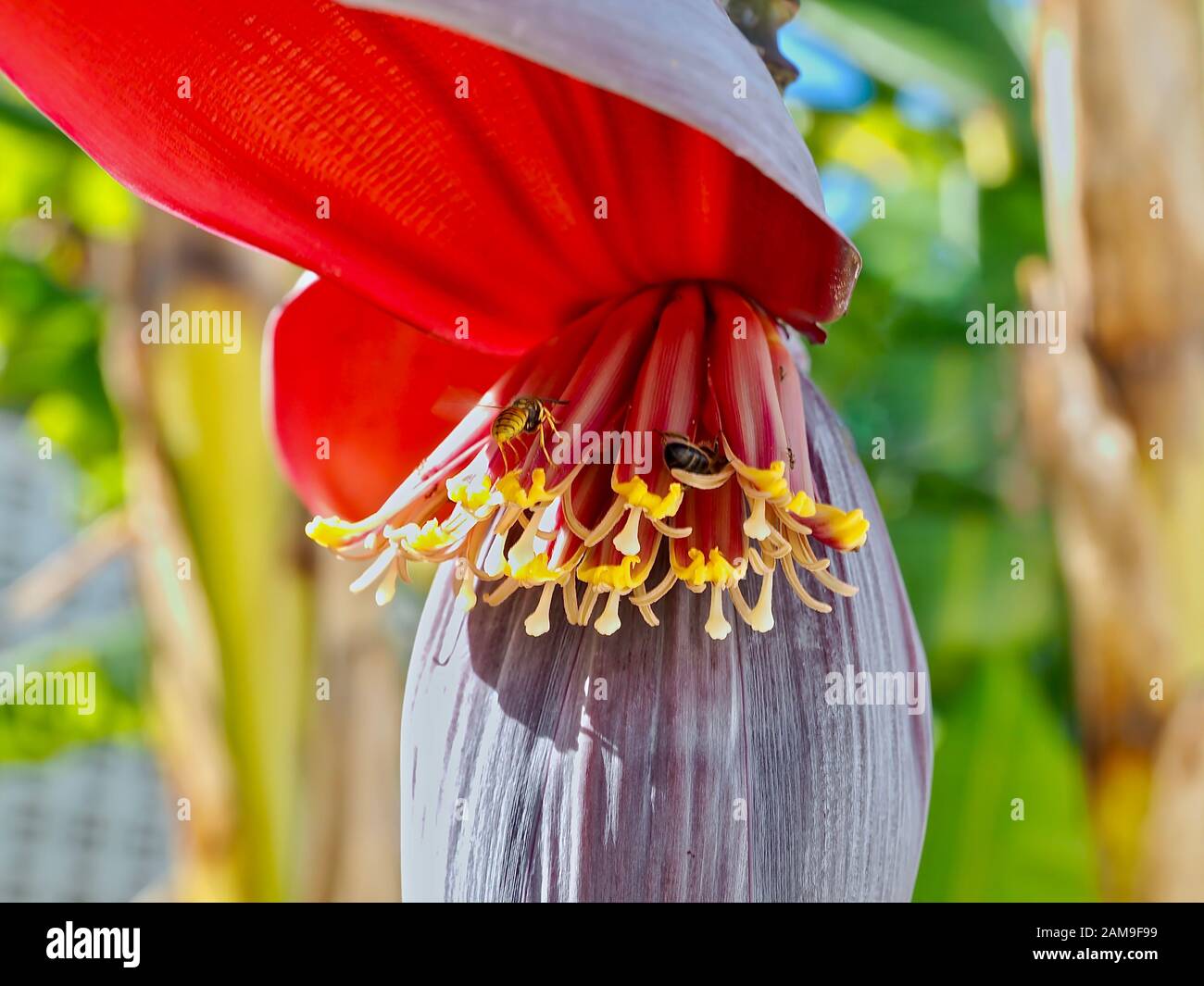 Beautiful blooming banana tree with bananas and a big red blossom Stock ...