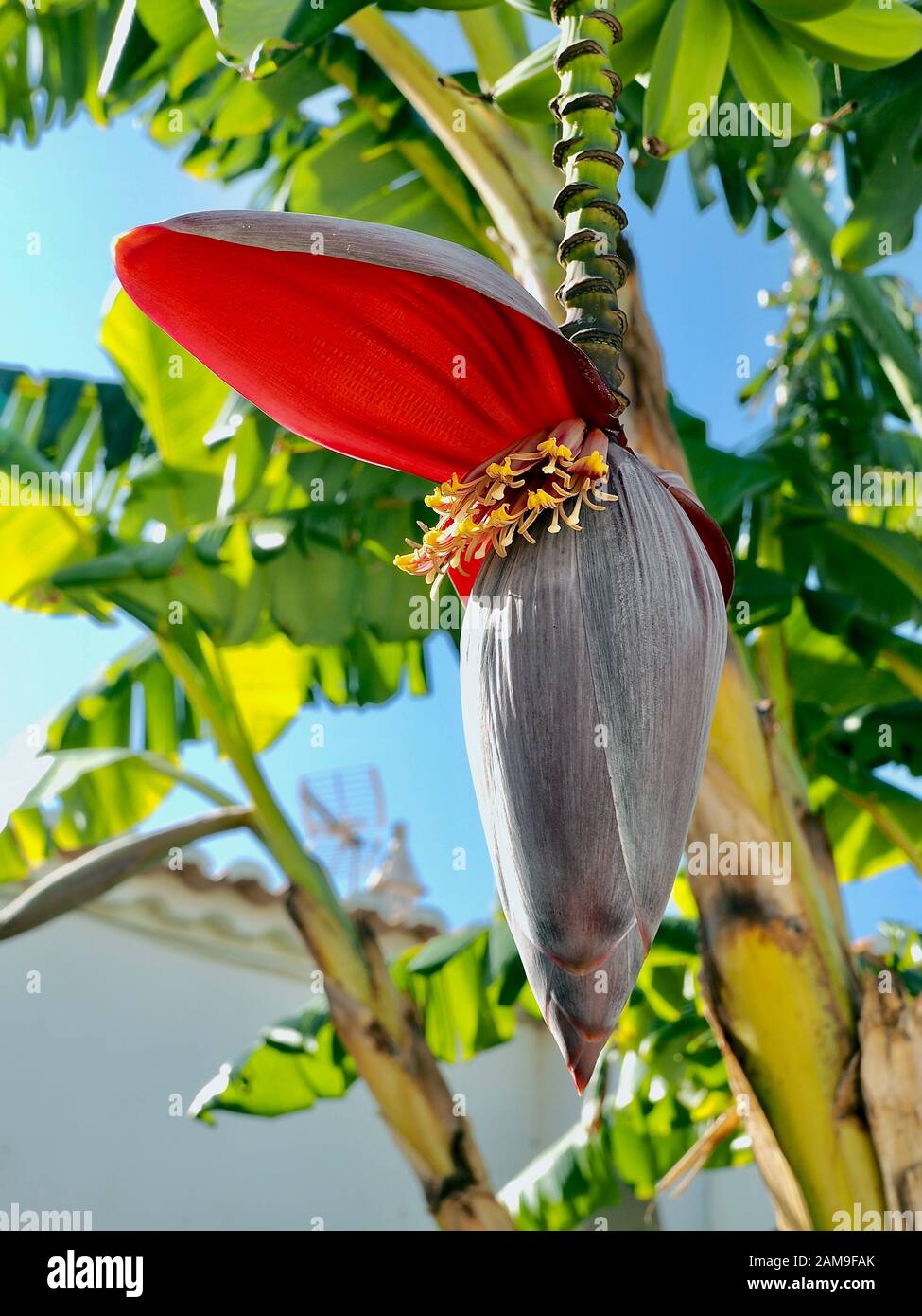 Beautiful blooming banana tree with bananas and a big red blossom Stock ...