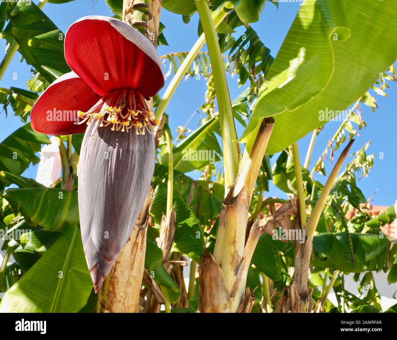 Beautiful blooming banana tree with bananas and a big red blossom Stock ...