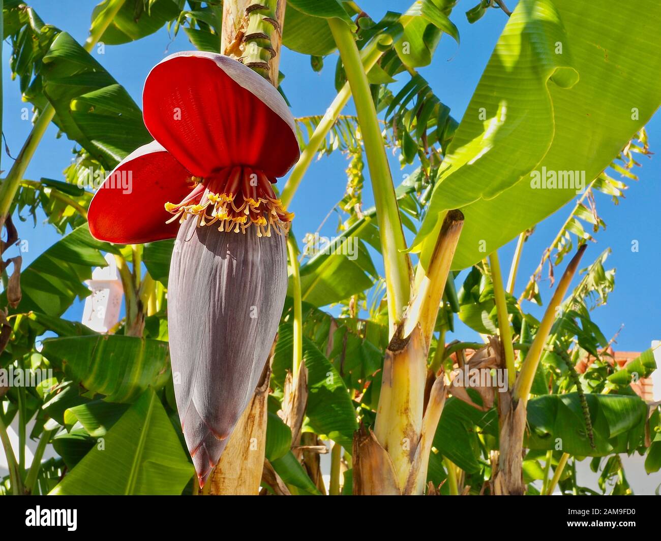 Beautiful blooming banana tree with bananas and a big red blossom Stock ...