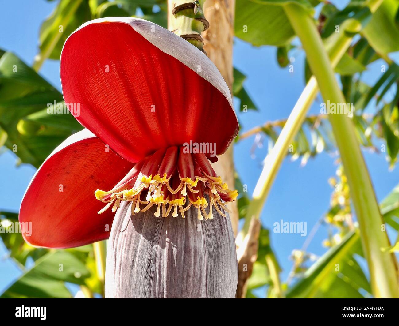 Beautiful blooming banana tree with bananas and a big red blossom Stock ...