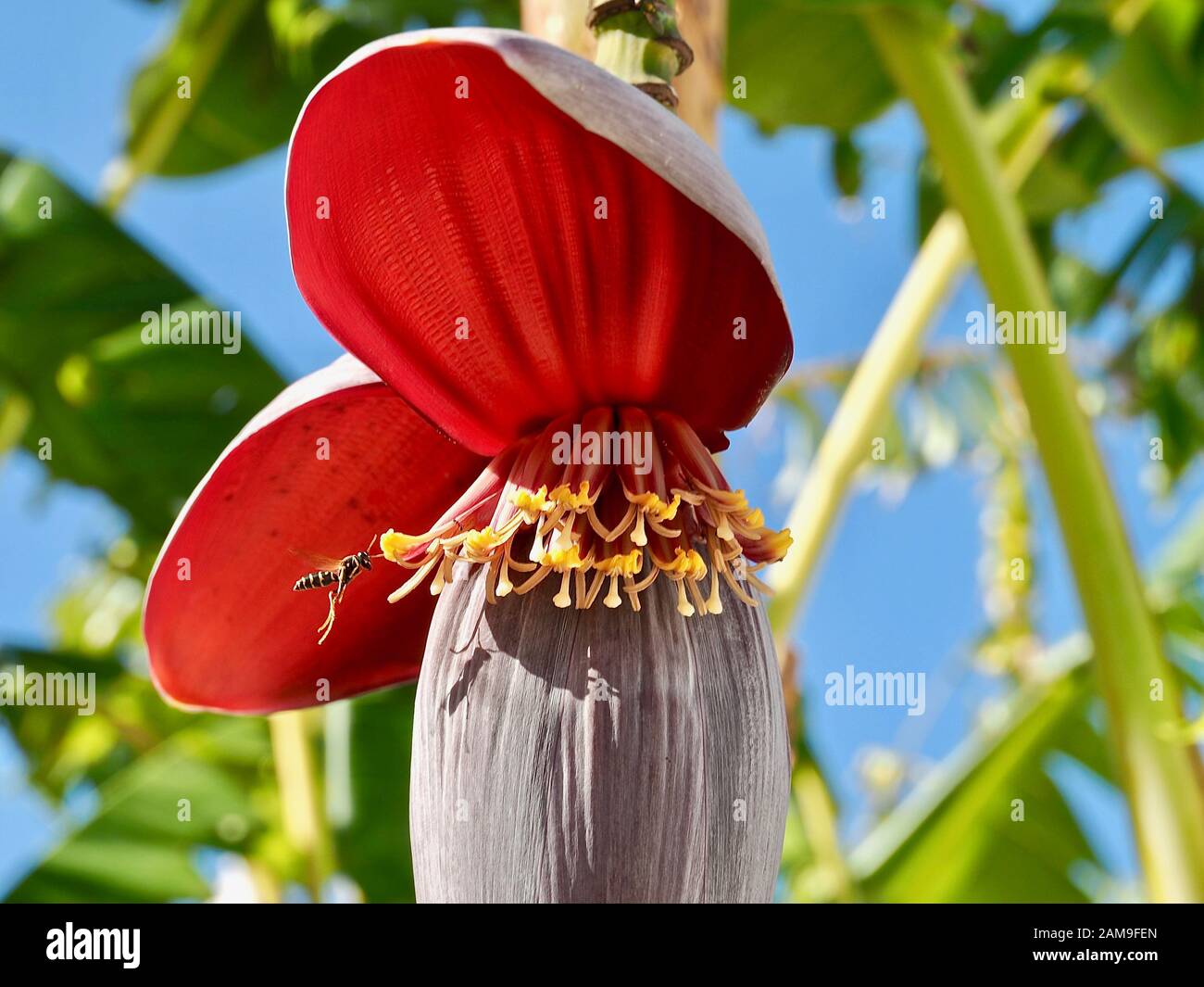 Beautiful blooming banana tree with bananas and a big red blossom Stock ...