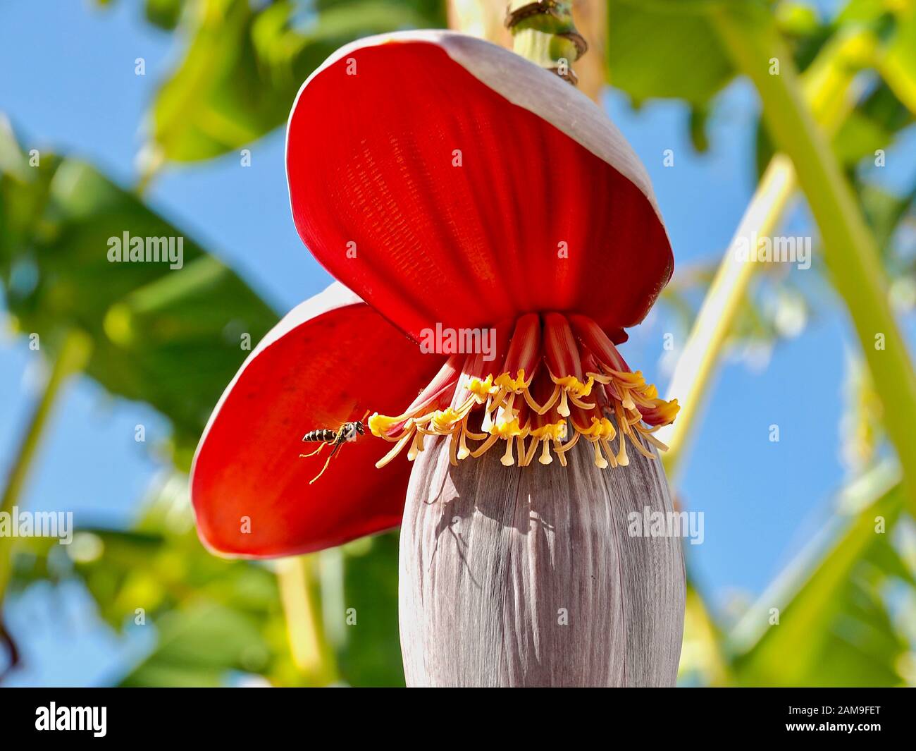 Beautiful blooming banana tree with bananas and a big red blossom Stock ...