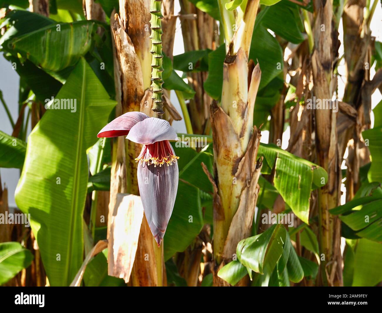 Beautiful blooming banana tree with bananas and a big red blossom Stock ...