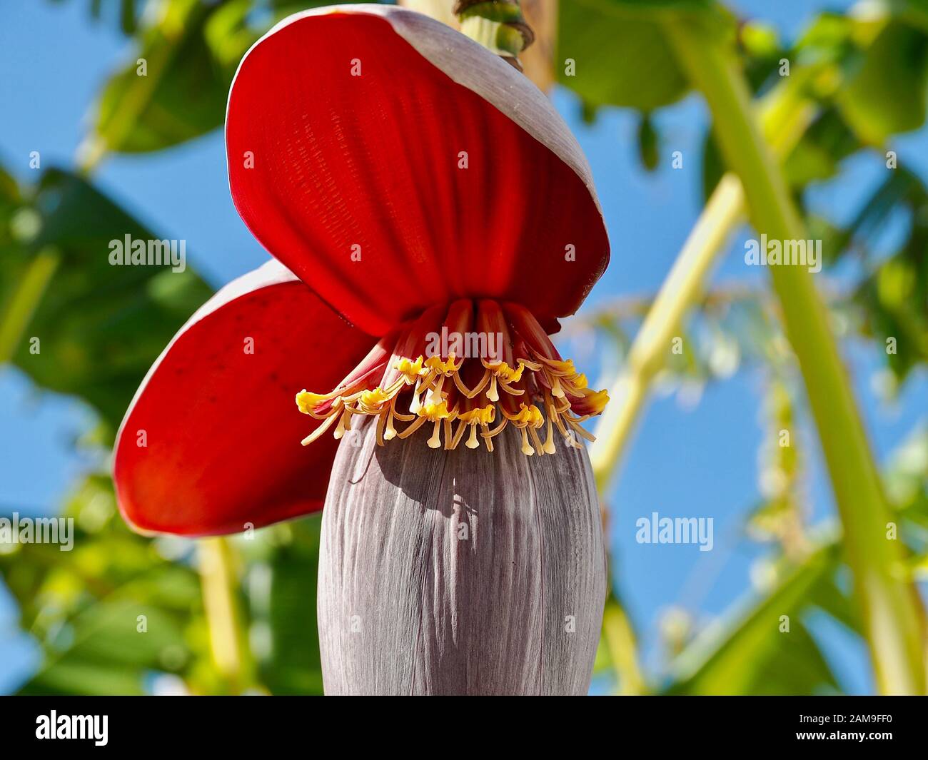 Beautiful blooming banana tree with bananas and a big red blossom Stock ...