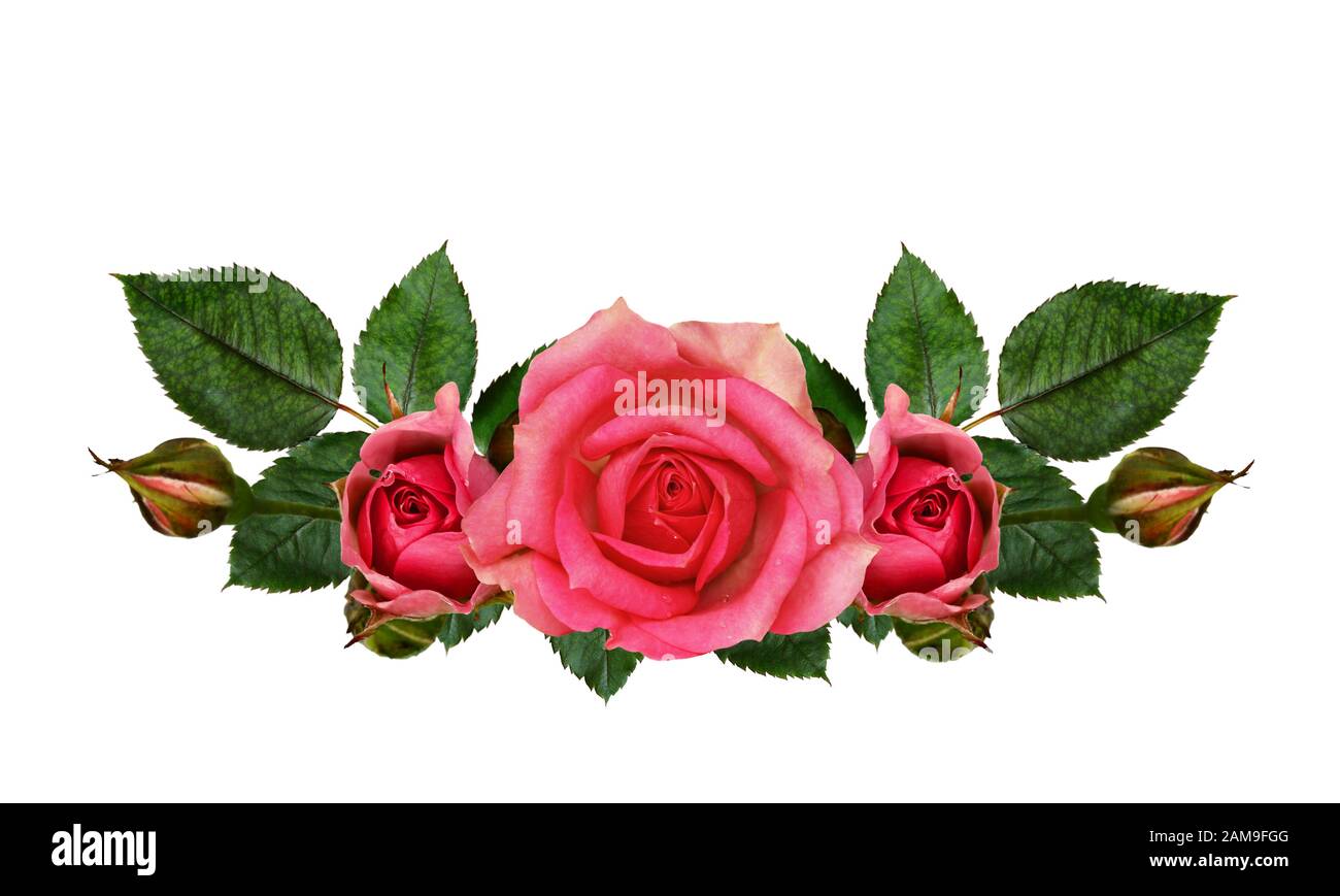 Rose flowers composition on white background Stock Photo - Alamy