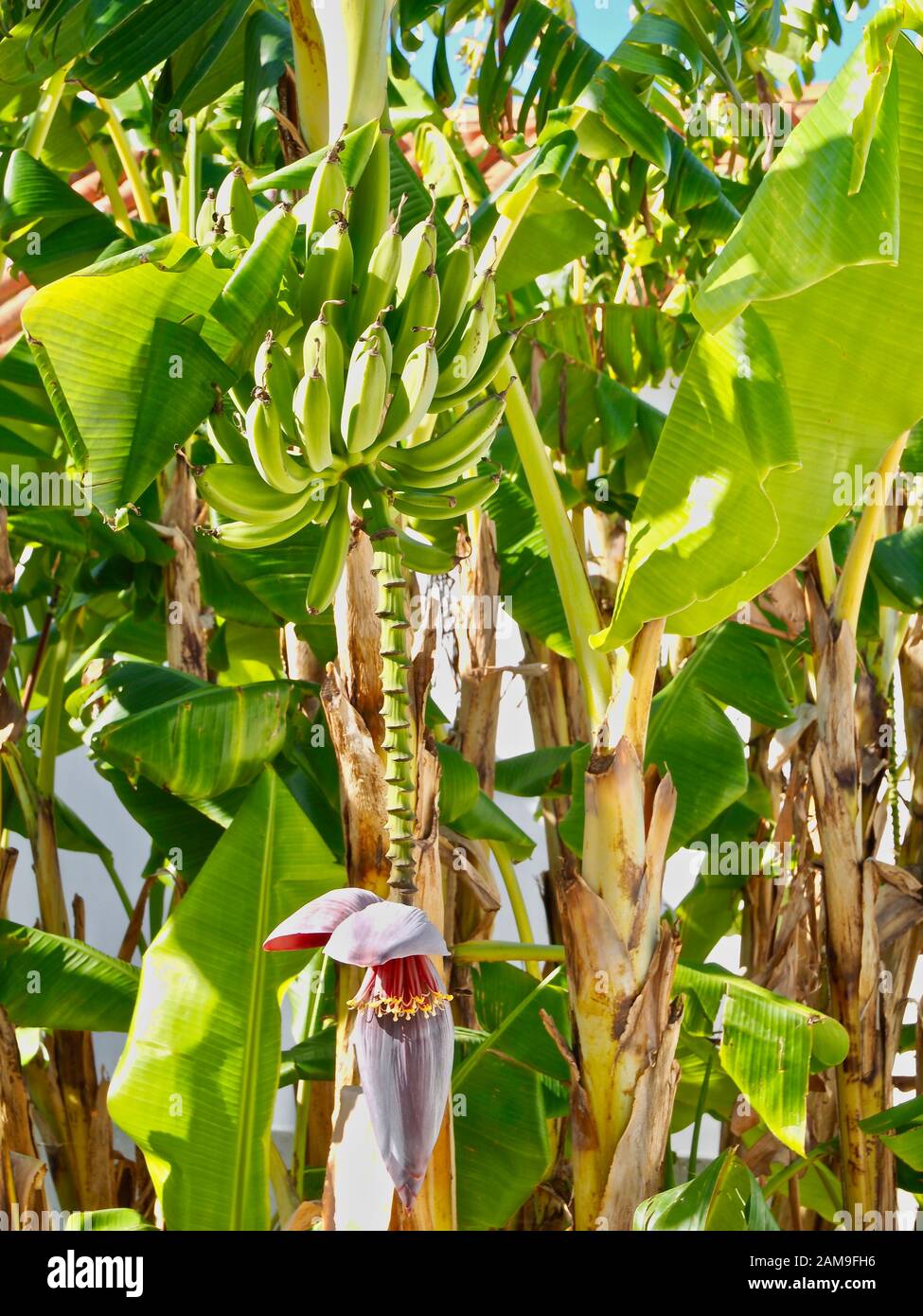Beautiful blooming banana tree with bananas and a big red blossom Stock ...