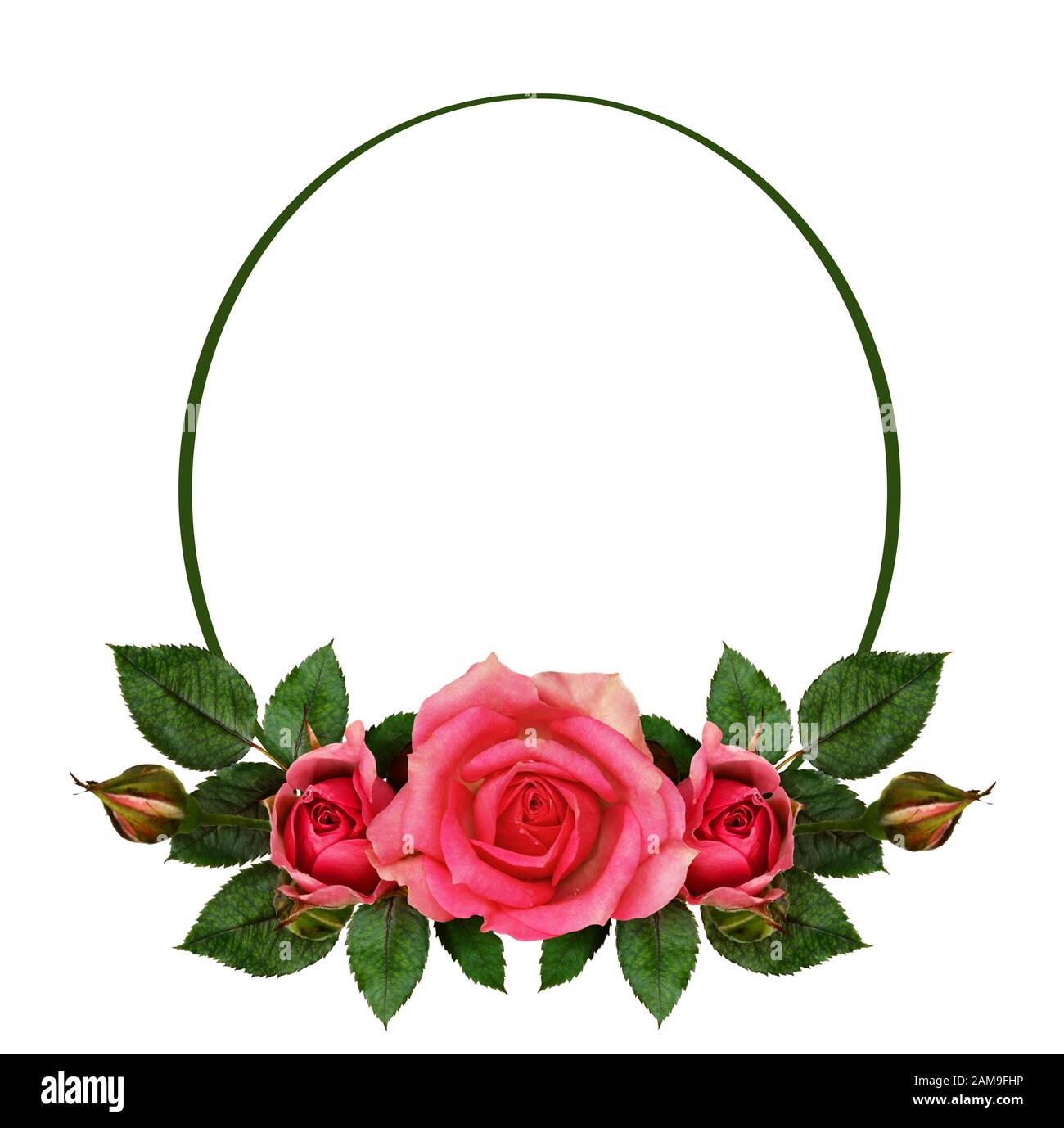 Rose flowers composition and oval frame on white background Stock Photo ...