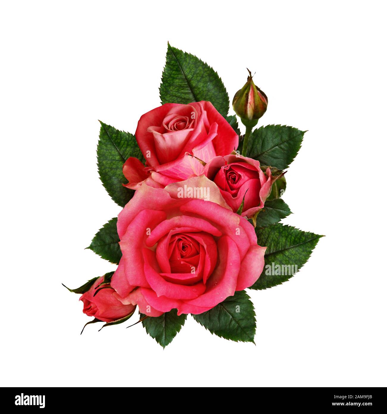 Pink rose flowers composition on white background Stock Photo - Alamy