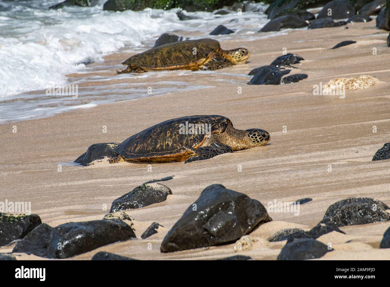 Maui tourism hi-res stock photography and images - Alamy