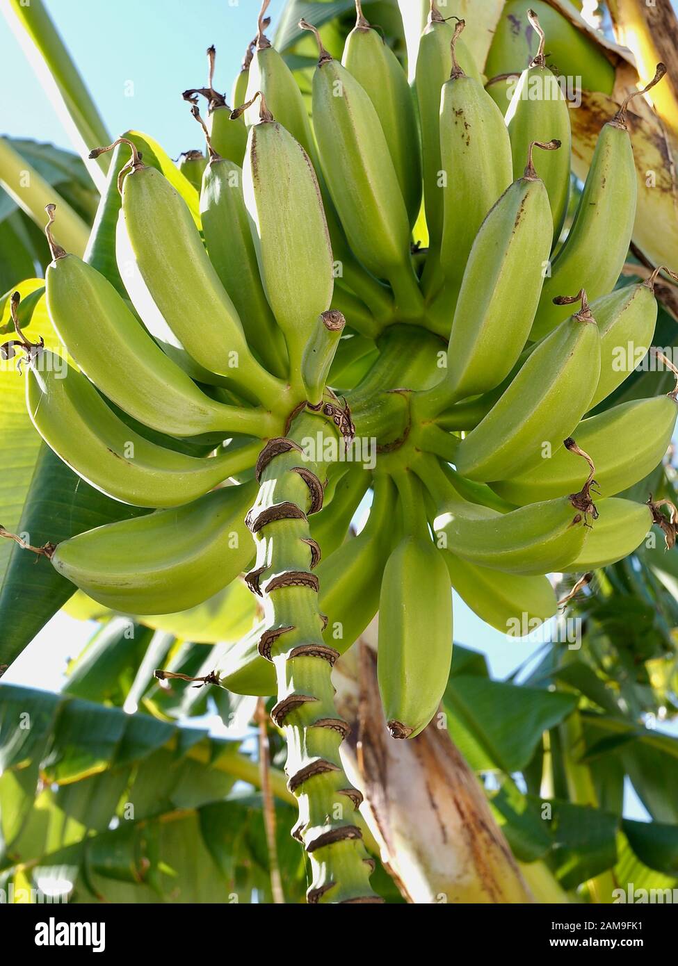 Beautiful blooming banana tree with bananas and a big red blossom Stock ...