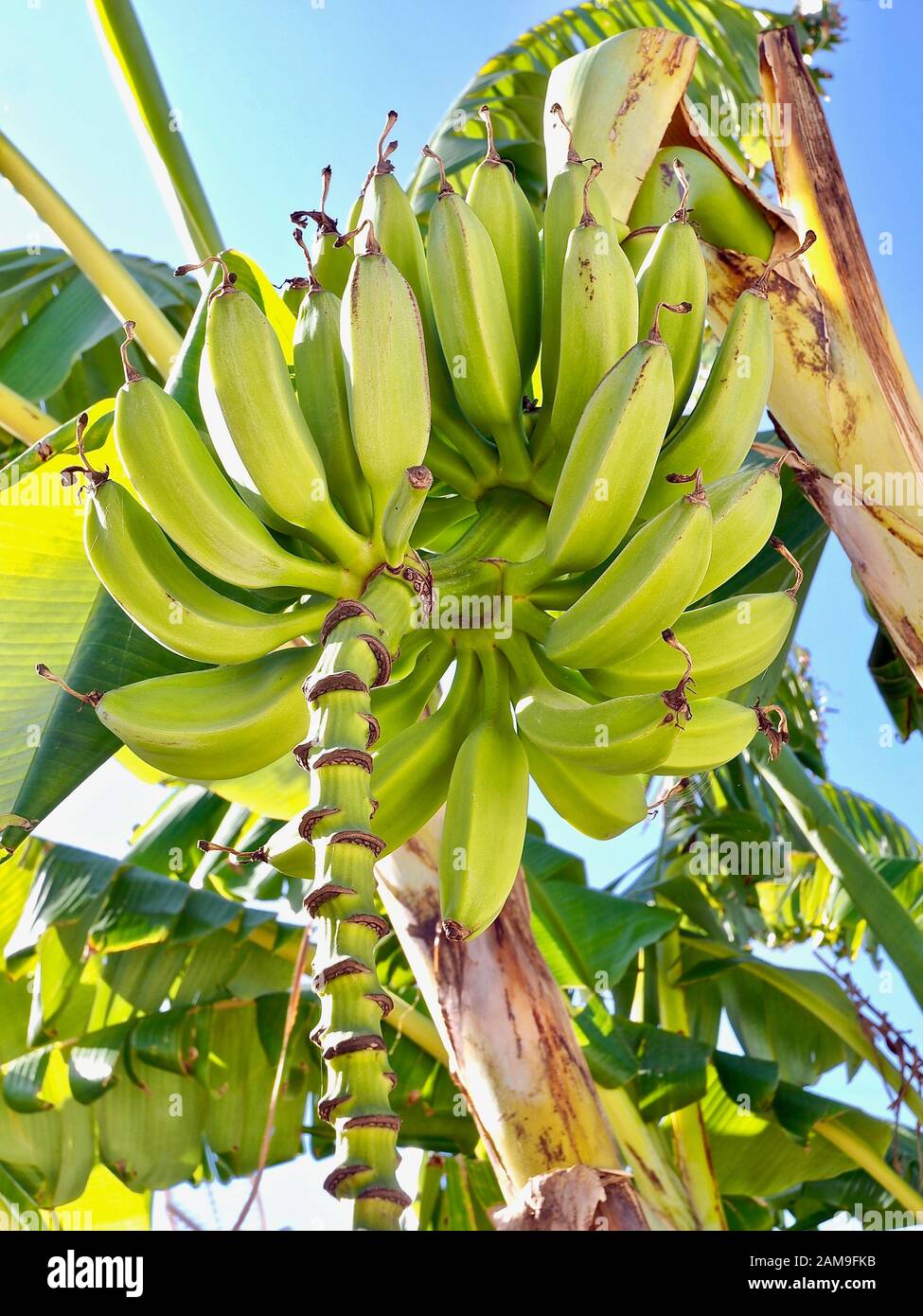 Beautiful blooming banana tree with bananas and a big red blossom Stock ...