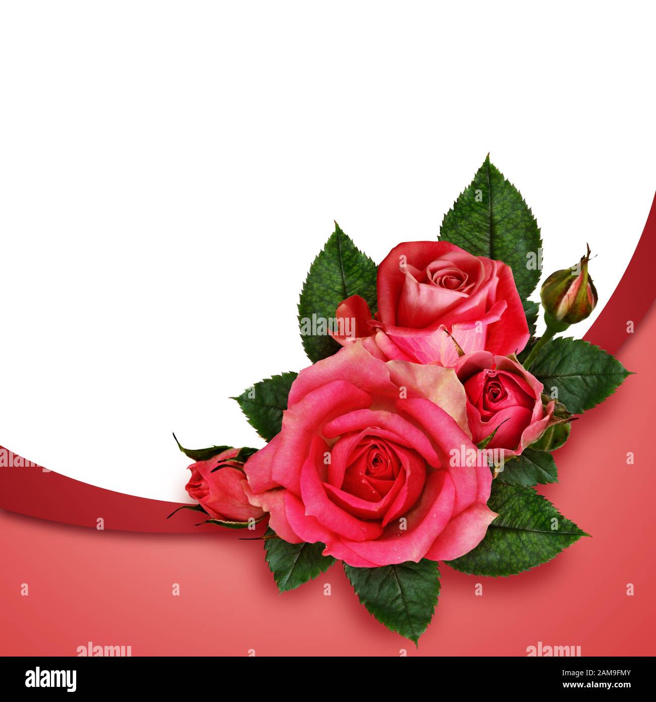 Pink rose flowers composition on pink and white background Stock Photo ...