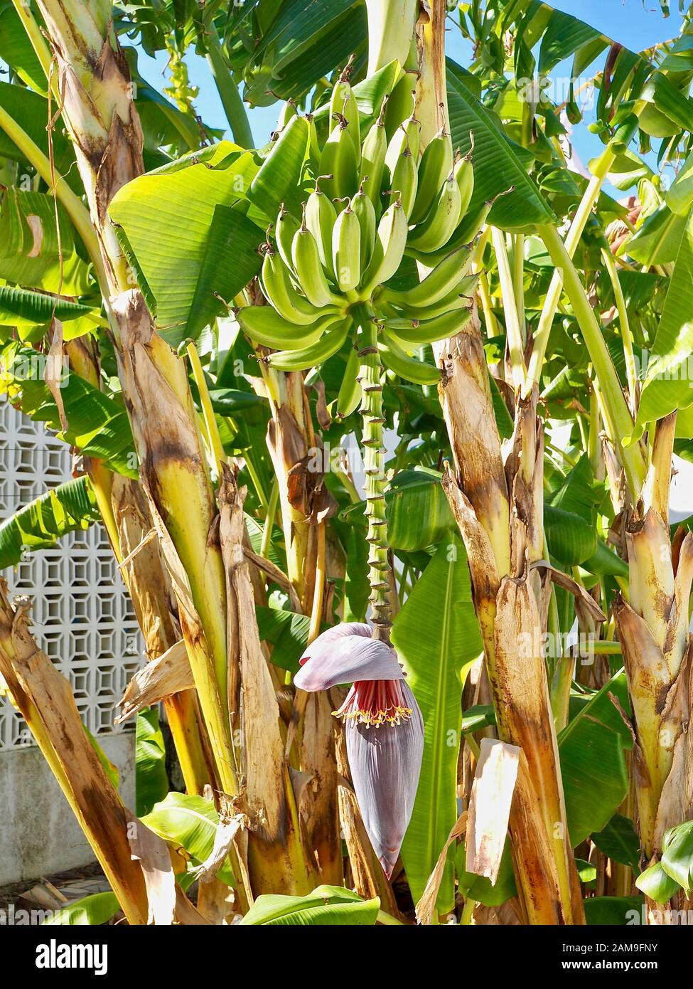Beautiful blooming banana tree with bananas and a big red blossom Stock ...