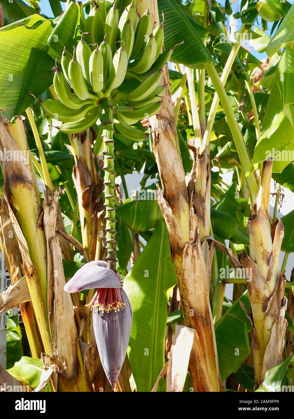 Bananas growing trees hi-res stock photography and images - Alamy