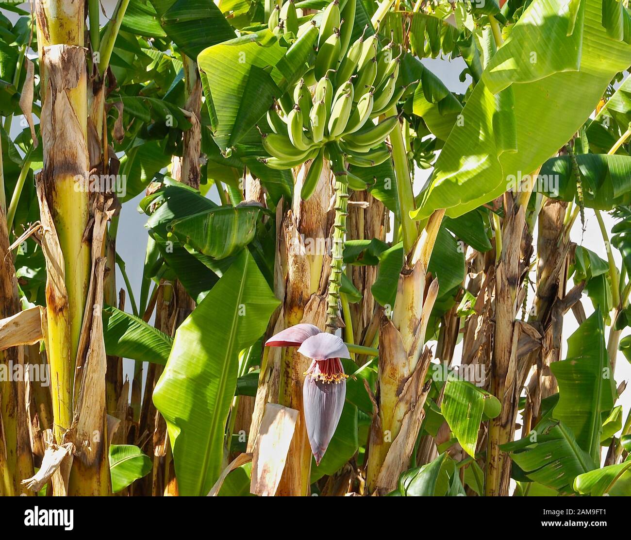 Beautiful blooming banana tree with bananas and a big red blossom Stock ...