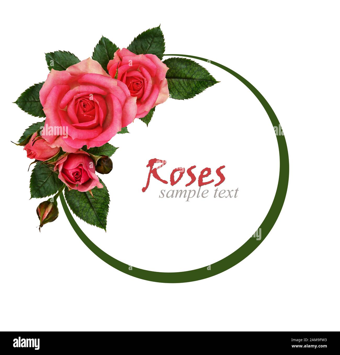 Rose flowers composition and frame on white background Stock Photo - Alamy