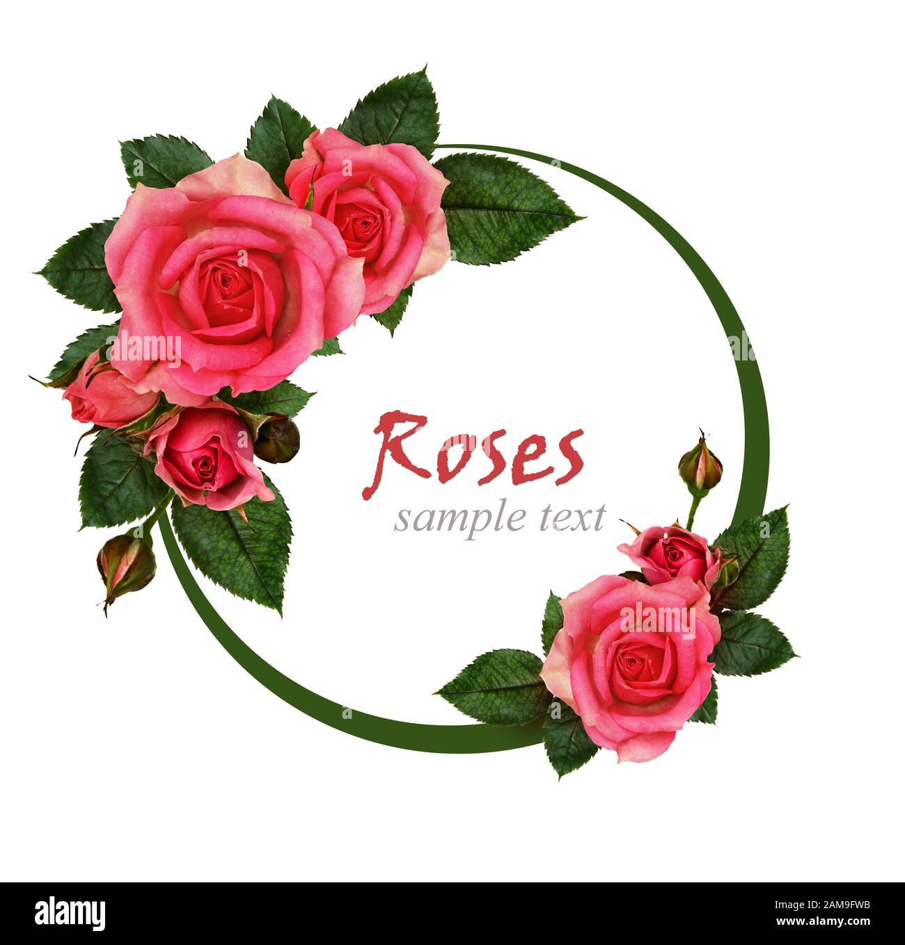 Rose flowers composition and frame on white background Stock Photo - Alamy
