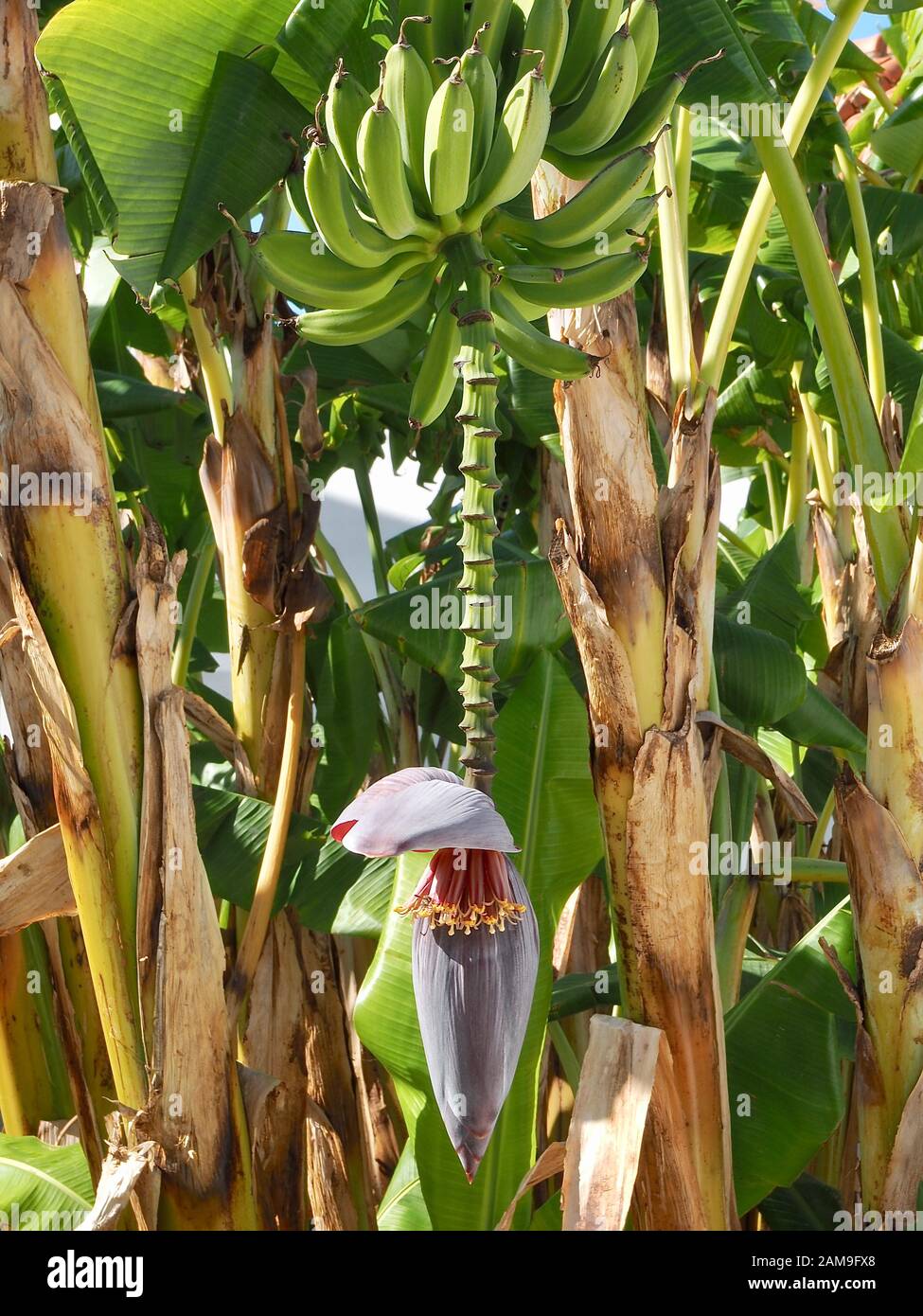 Beautiful blooming banana tree with bananas and a big red blossom Stock ...