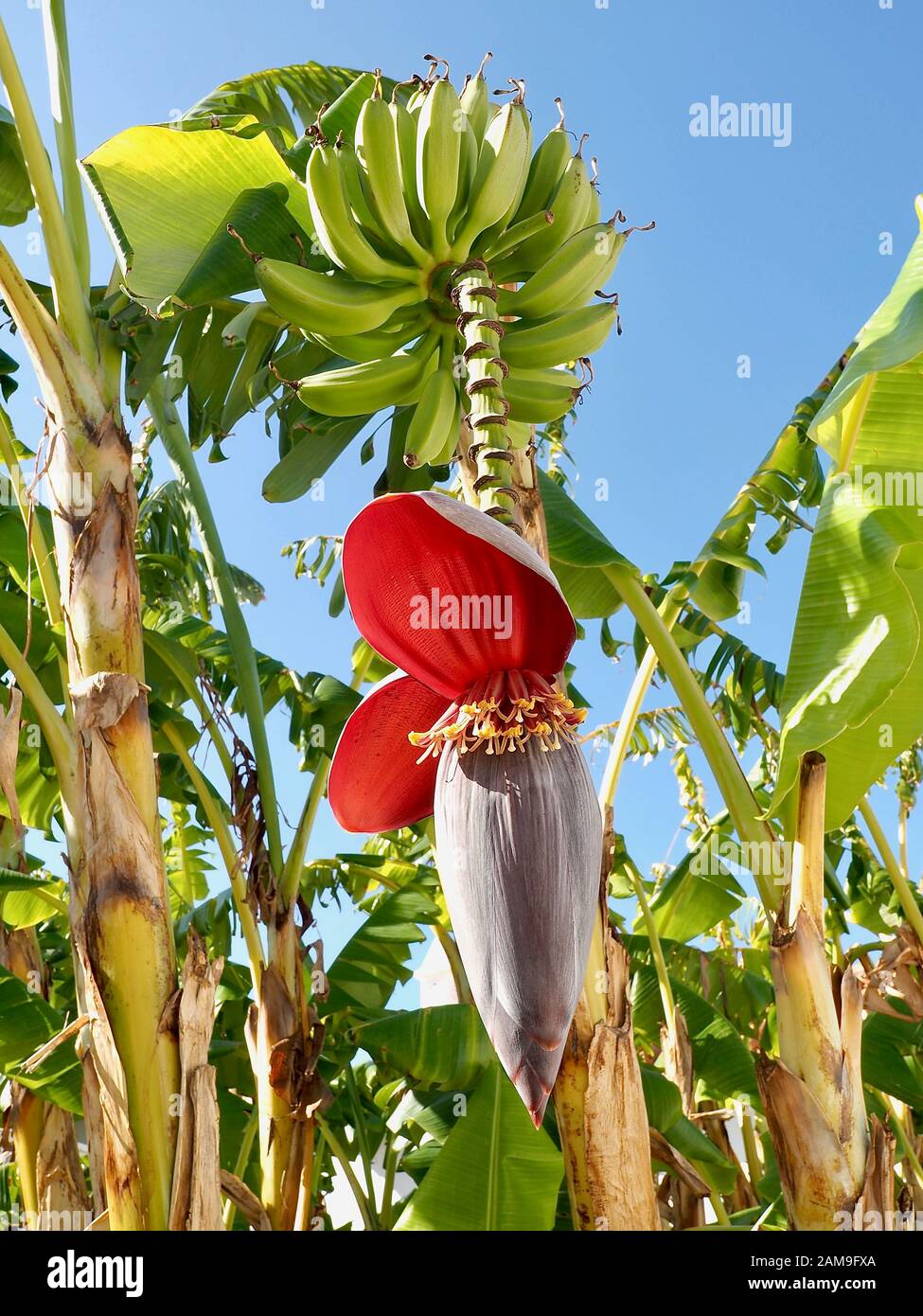 Beautiful blooming banana tree with bananas and a big red blossom Stock ...