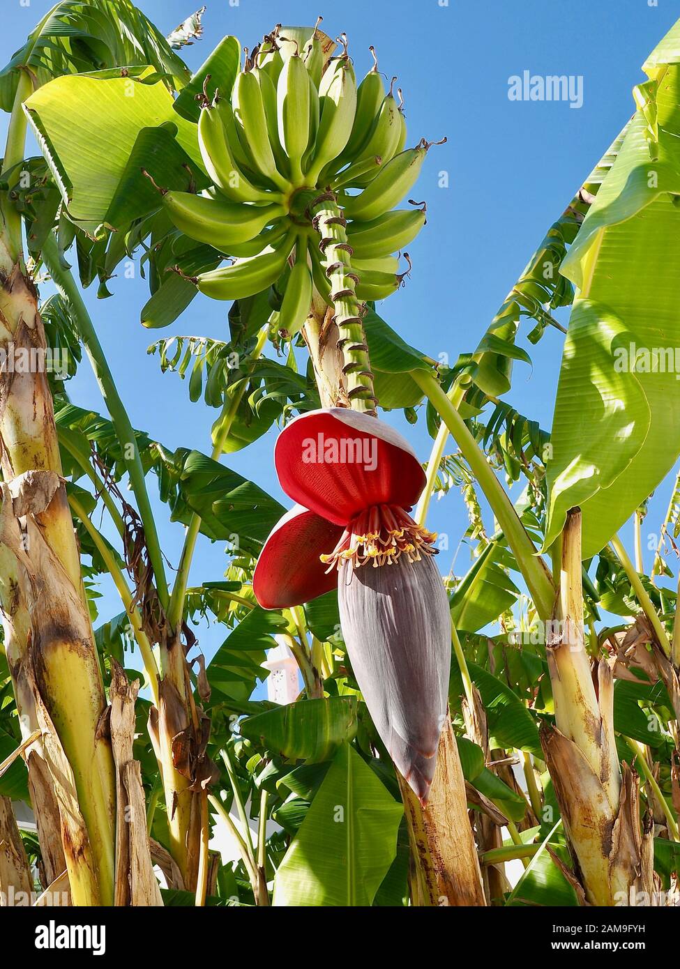Beautiful blooming banana tree with bananas and a big red blossom Stock ...