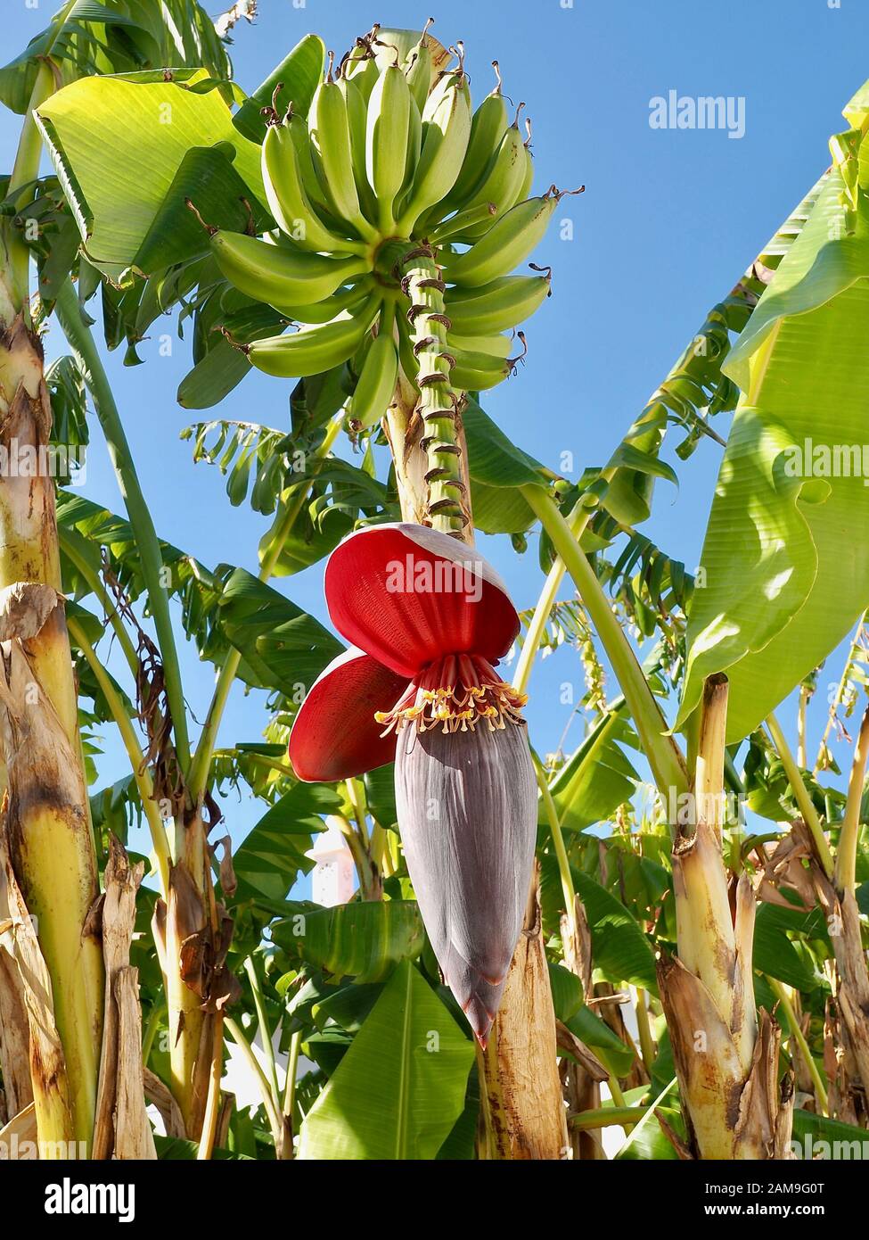 Beautiful blooming banana tree with bananas and a big red blossom Stock ...