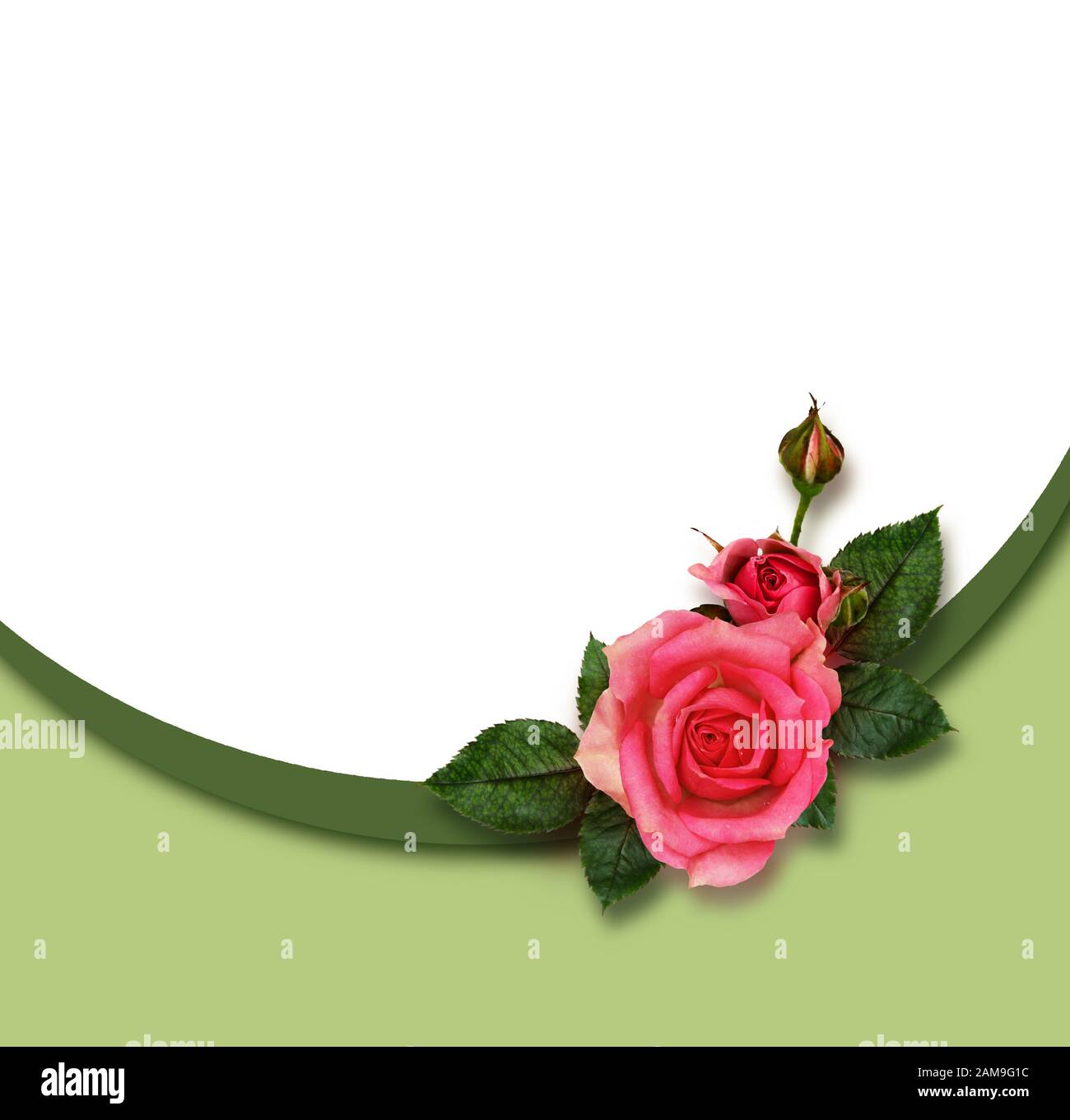 Rose flowers composition and frame on greenk background Stock Photo - Alamy