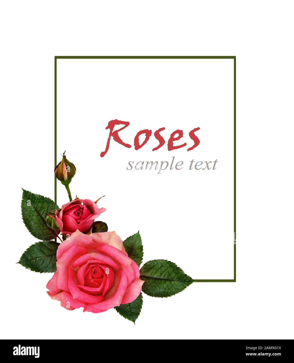 Rose flowers composition on white background Stock Photo - Alamy