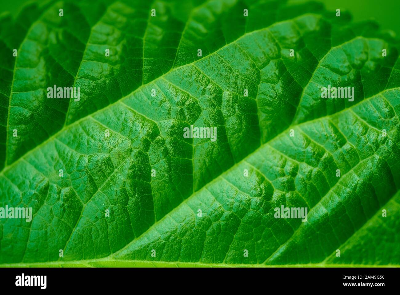 Leafy green structure detailed hi-res stock photography and images - Alamy