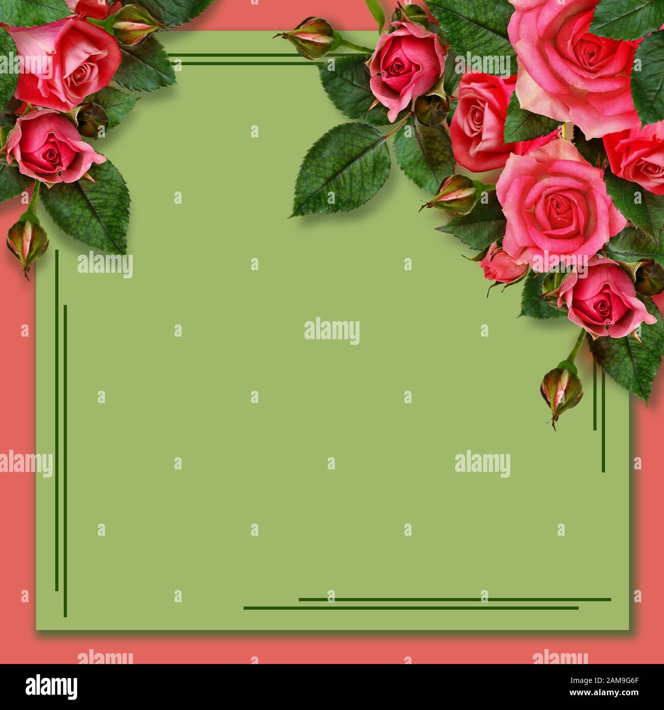 Pink rose flowers composition on holiday background Stock Photo - Alamy