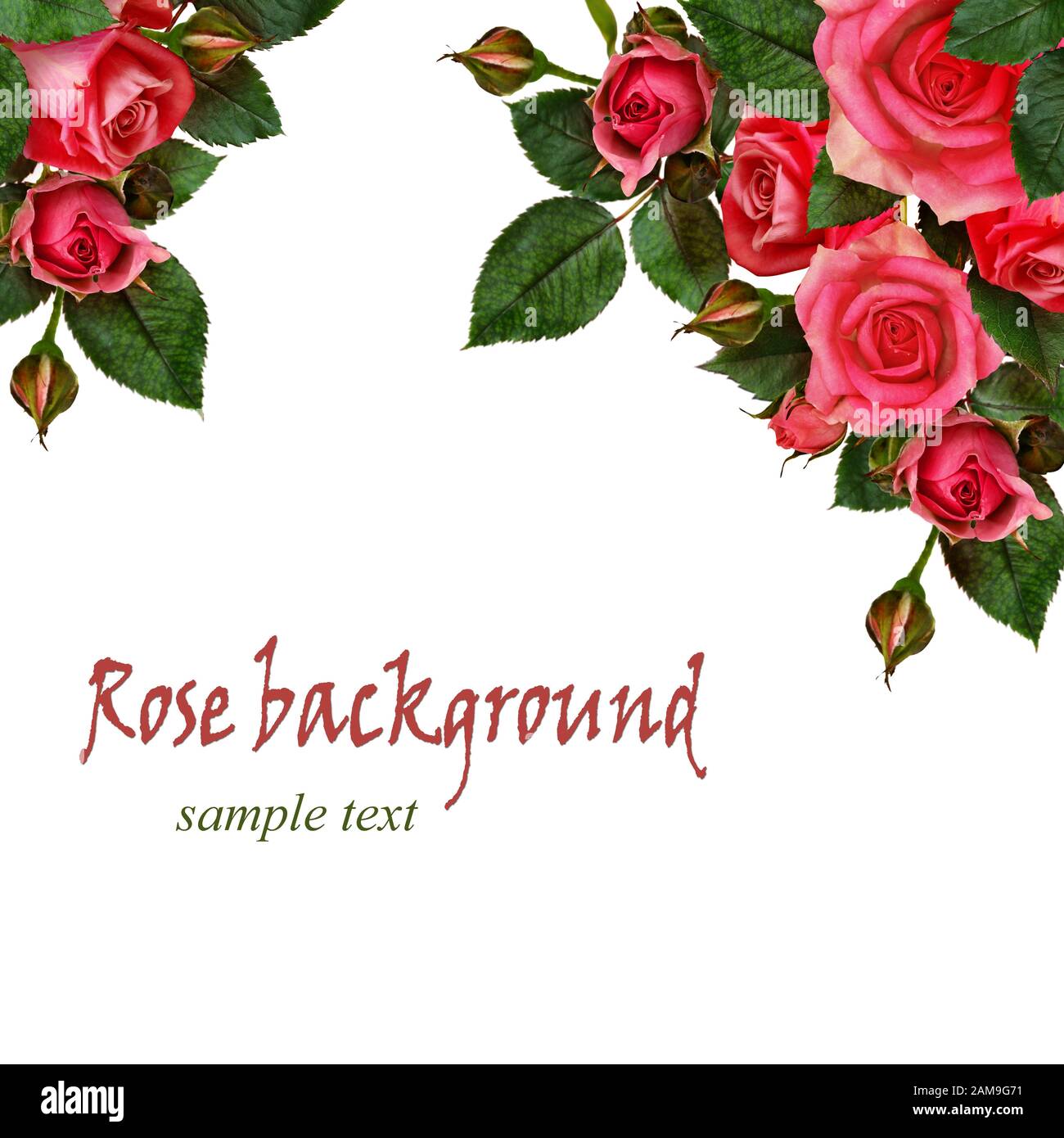 Pink rose flowers composition on white background Stock Photo - Alamy