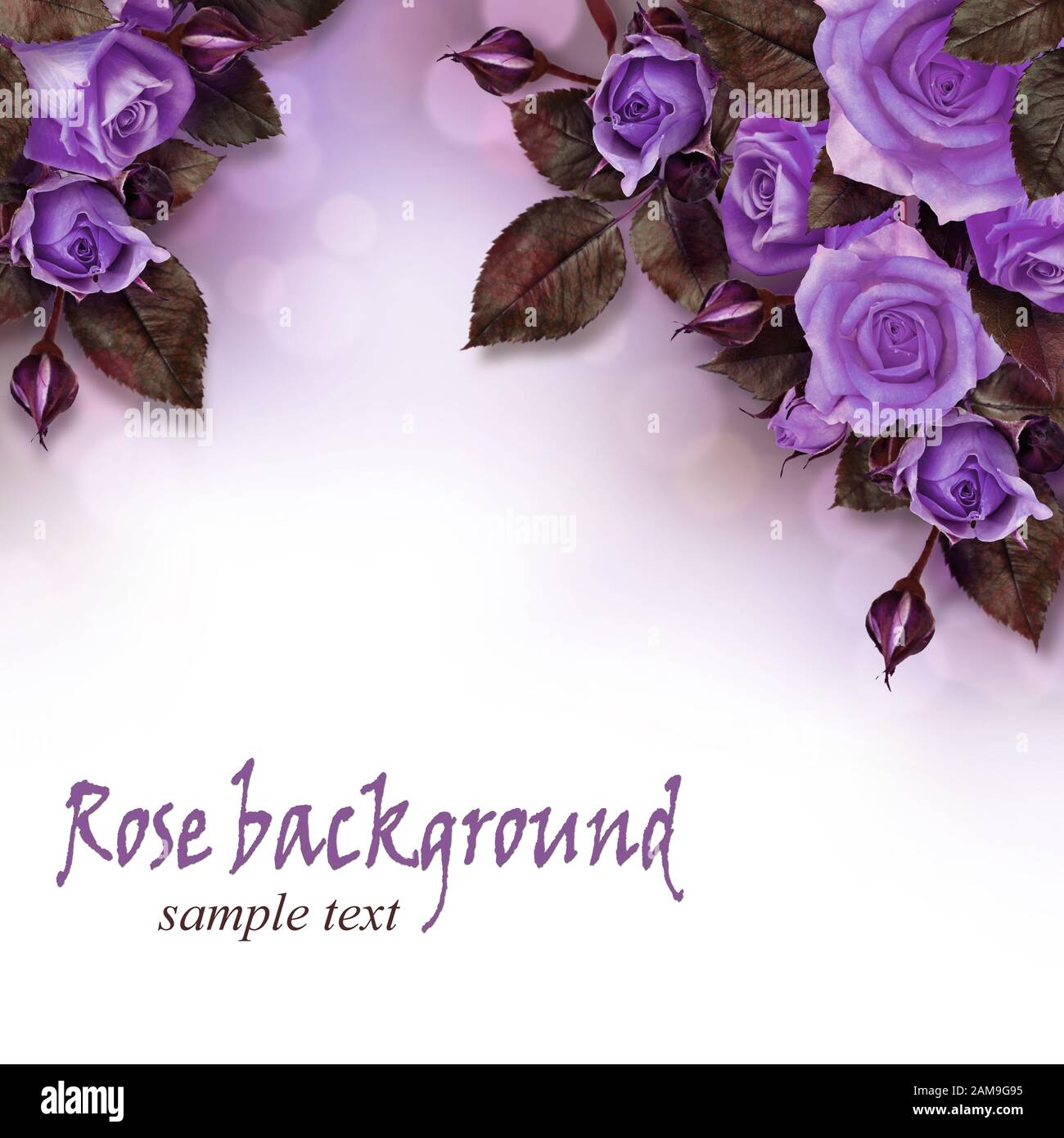 Rose flowers composition on white background Stock Photo - Alamy