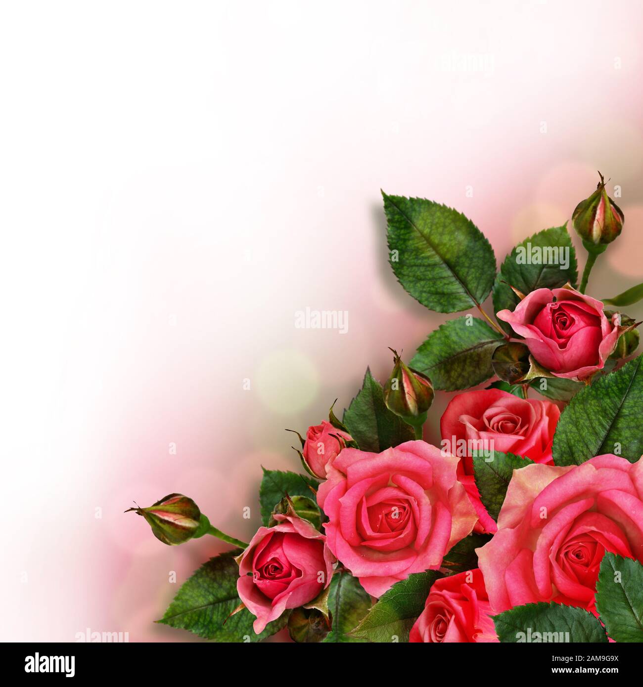 Rose flowers composition on white background Stock Photo - Alamy