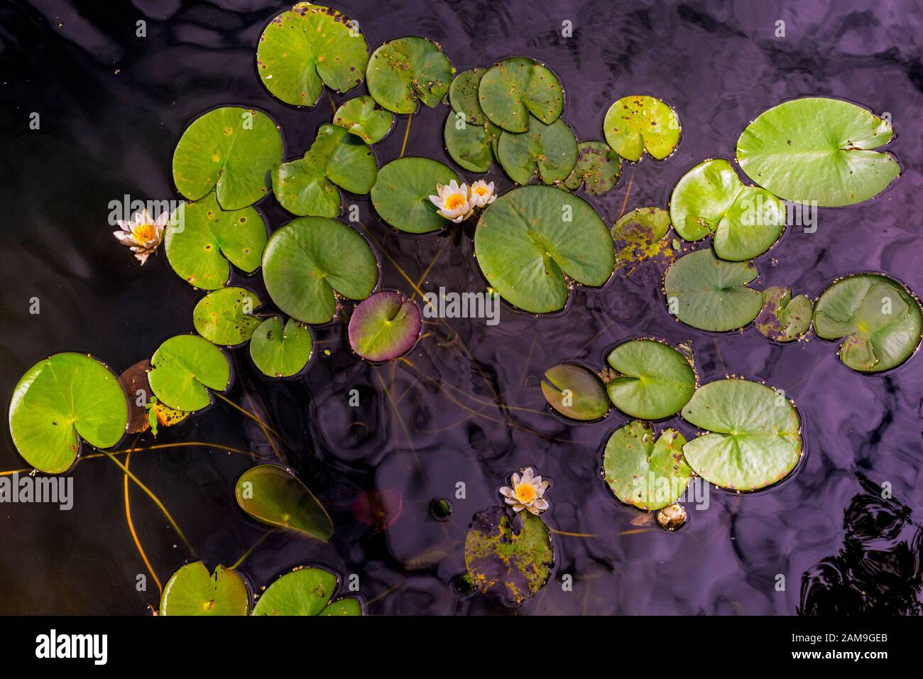 Water lily on the pond Stock Photo - Alamy