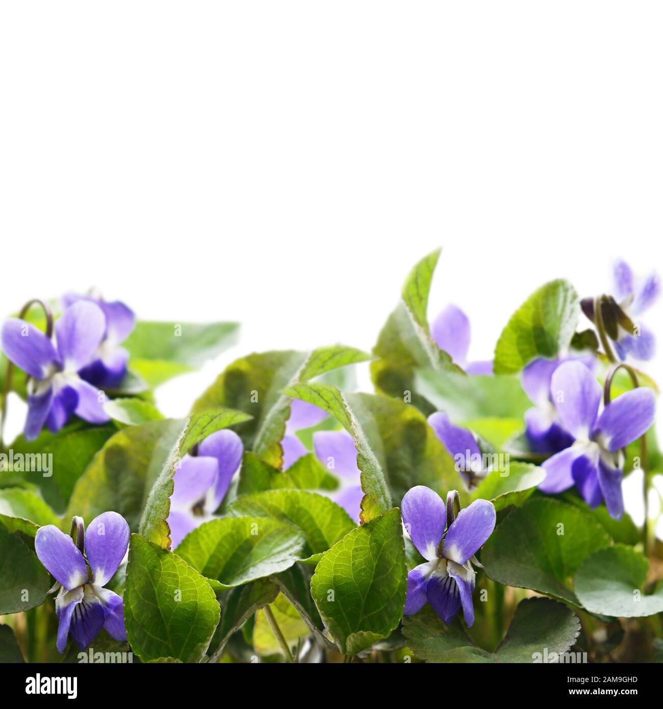 Violet flowers on white background Stock Photo - Alamy