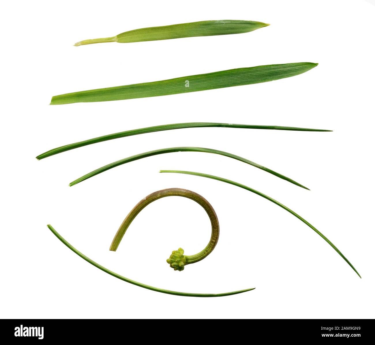 Elements of grass hi-res stock photography and images - Alamy