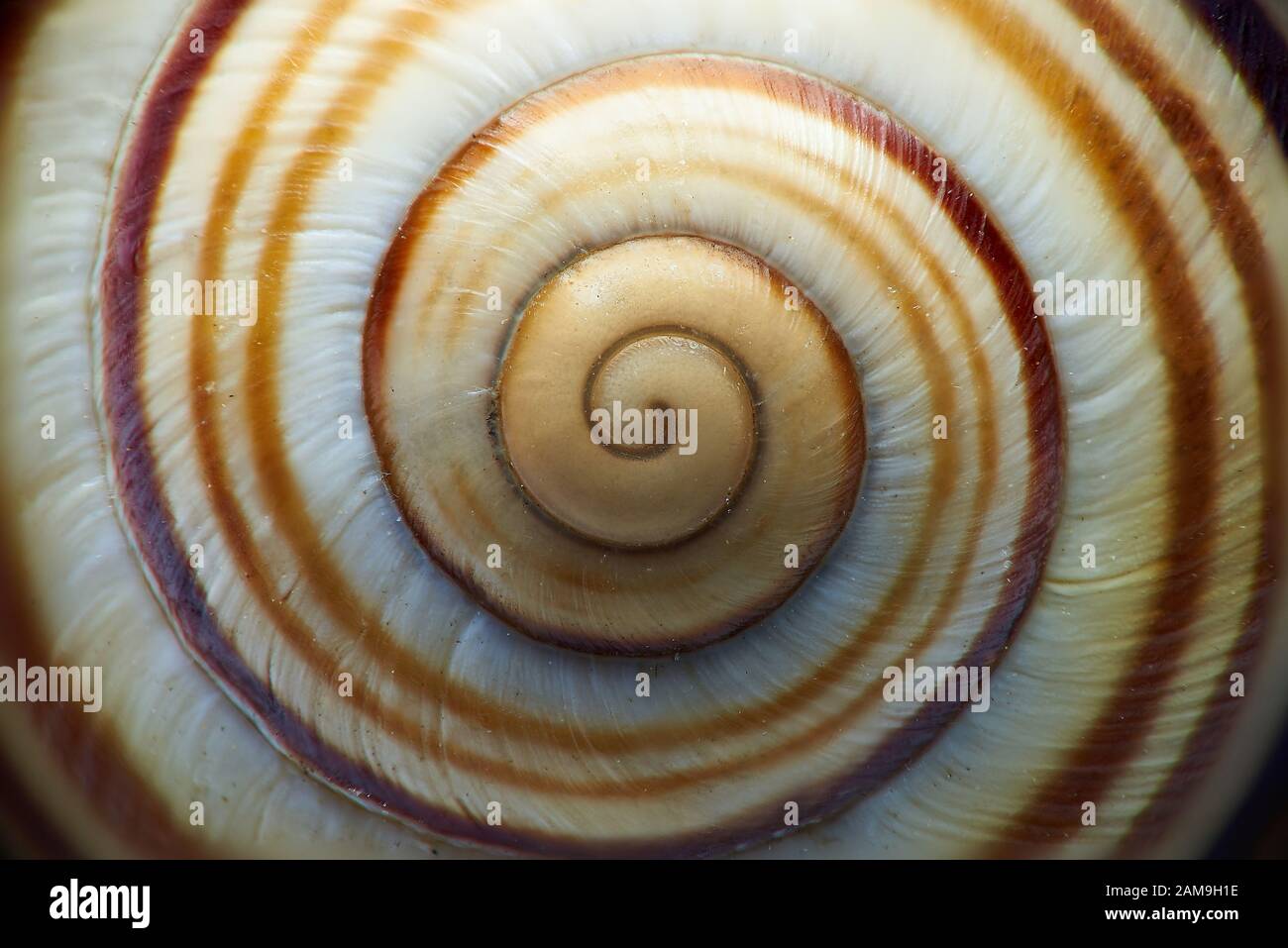 Macro shot of a snail shell Stock Photo - Alamy