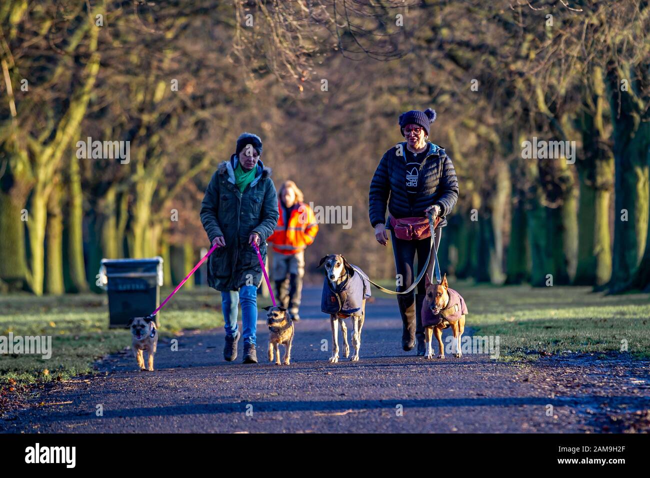 Northampton, UK. 12th January 2020, A bright sunny morning in Abington ...