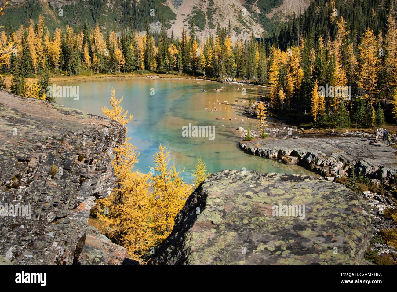 Golden larch trees around a small emerald lake in Lake OHara, Yoho ...