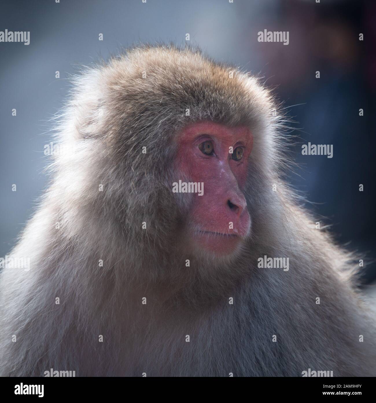 Japanese Macaque monkey in the Jigokudani (means Hell’s Valley) snow ...